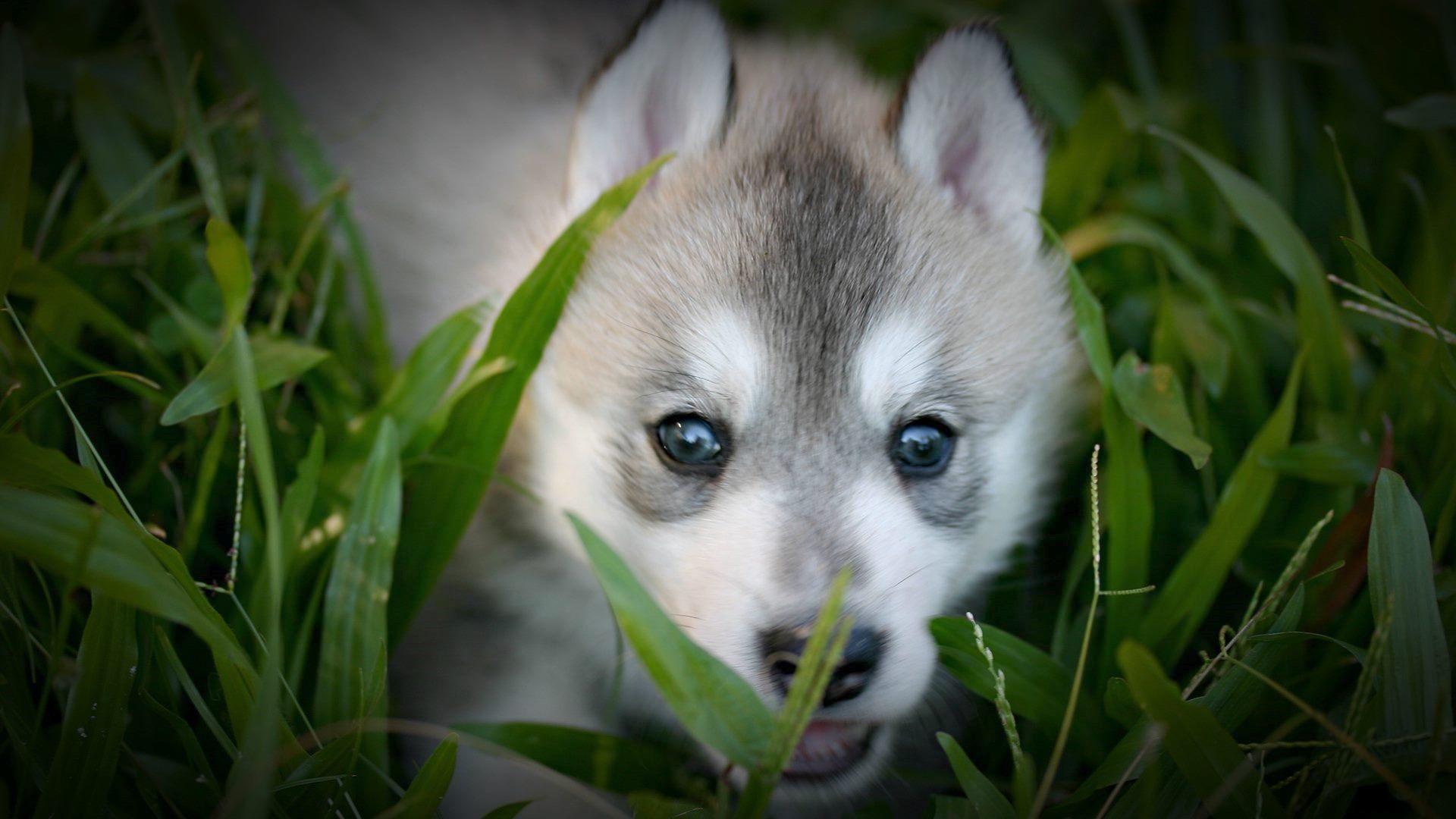 Cute Baby Wolves Wallpapers - Top Free Cute Baby Wolves Backgrounds ...