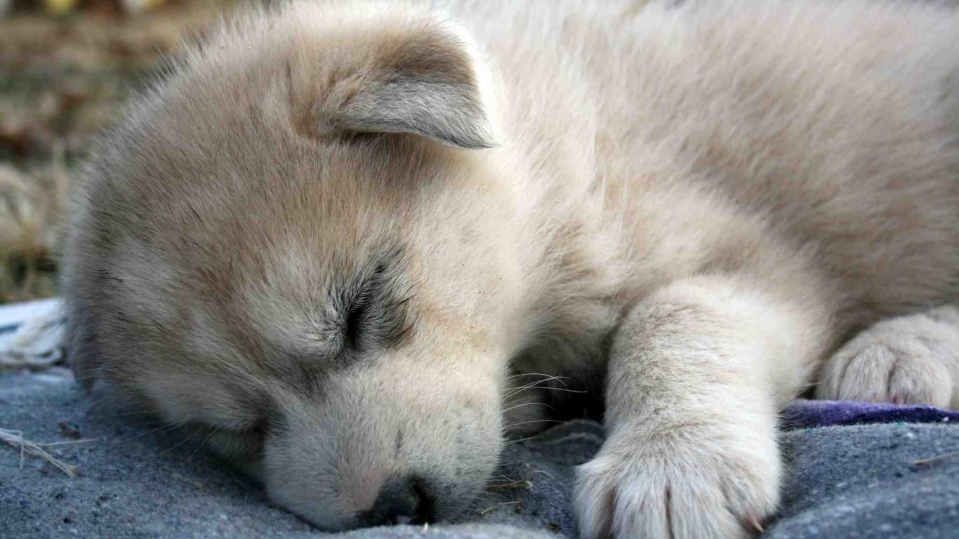 Cute Baby Wolves Wallpapers - Top Free Cute Baby Wolves Backgrounds ...