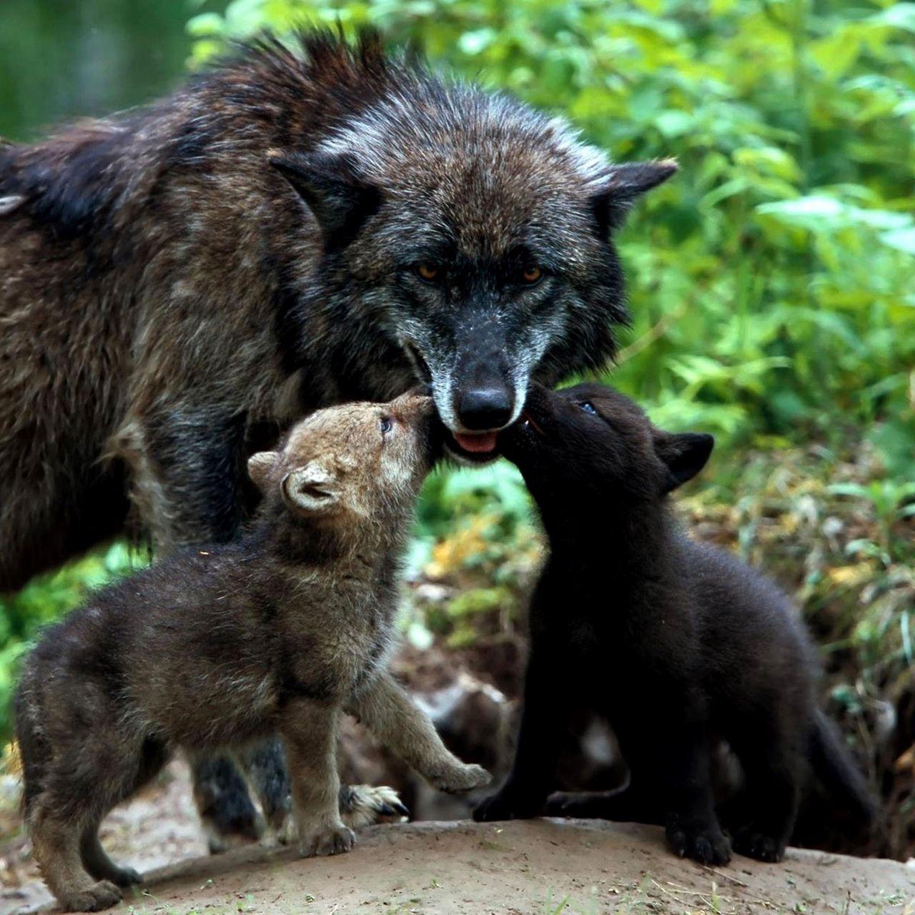 Cute Baby Wolves Wallpapers - Top Free Cute Baby Wolves Backgrounds ...