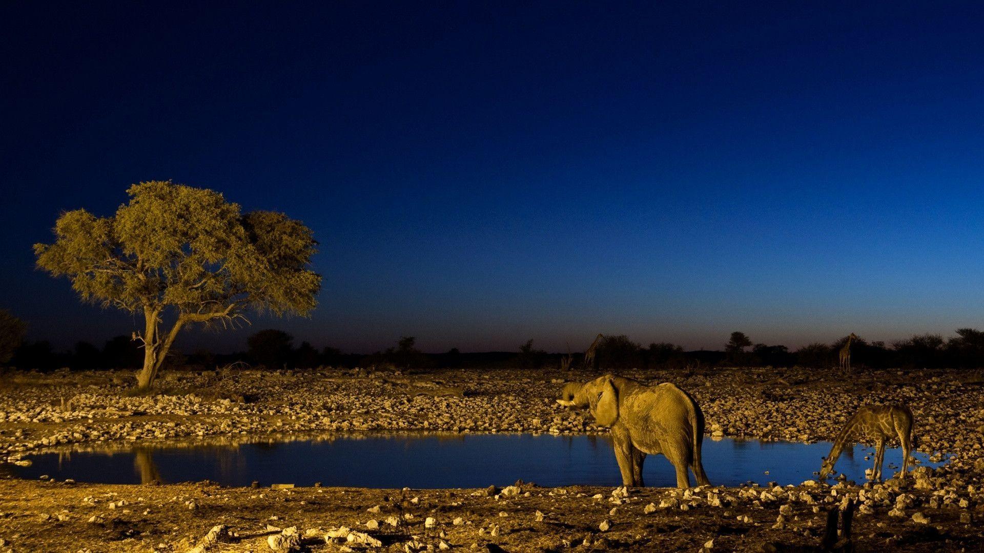 Wildlife HD Desktop Wallpapers - Top Free Wildlife HD Desktop ...