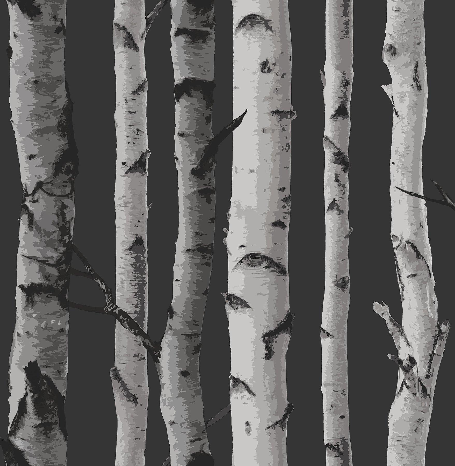 Birch Trees Wallpapers - Top Free Birch Trees Backgrounds - WallpaperAccess
