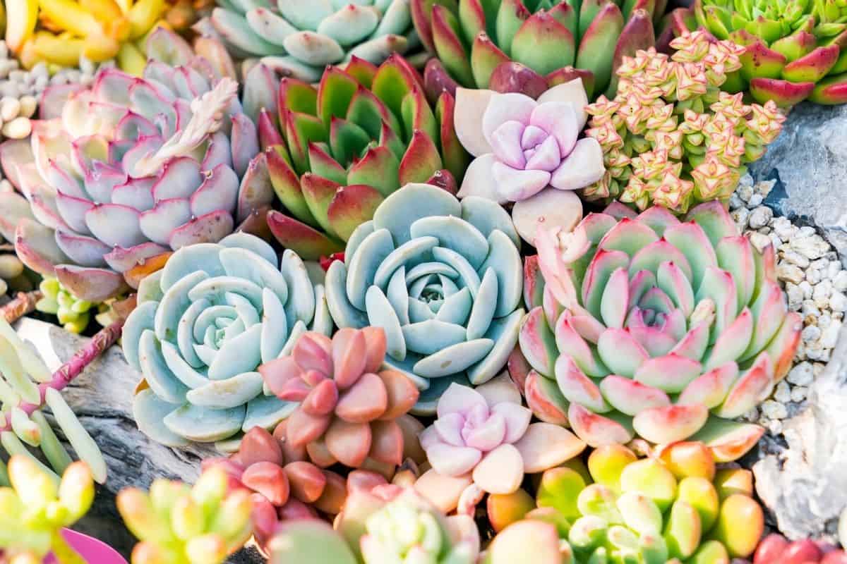 Colorful Succulent Desktop Wallpapers - Top Free Colorful Succulent ...
