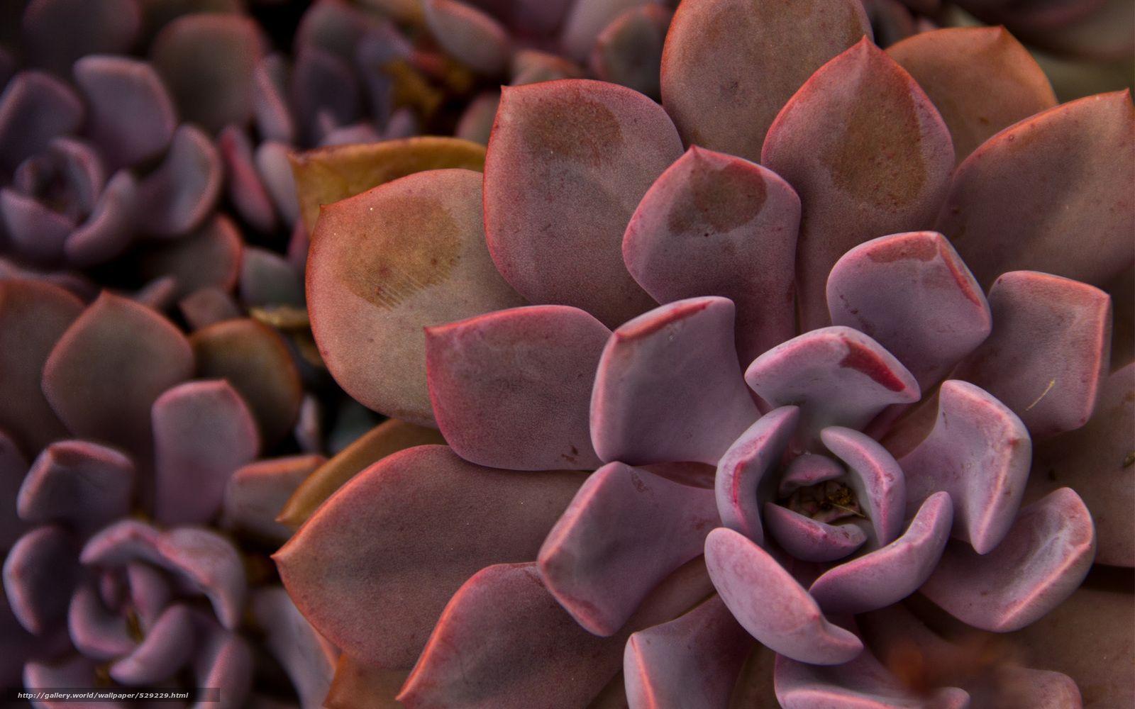 Colorful Succulent Desktop Wallpapers - Top Free Colorful Succulent ...