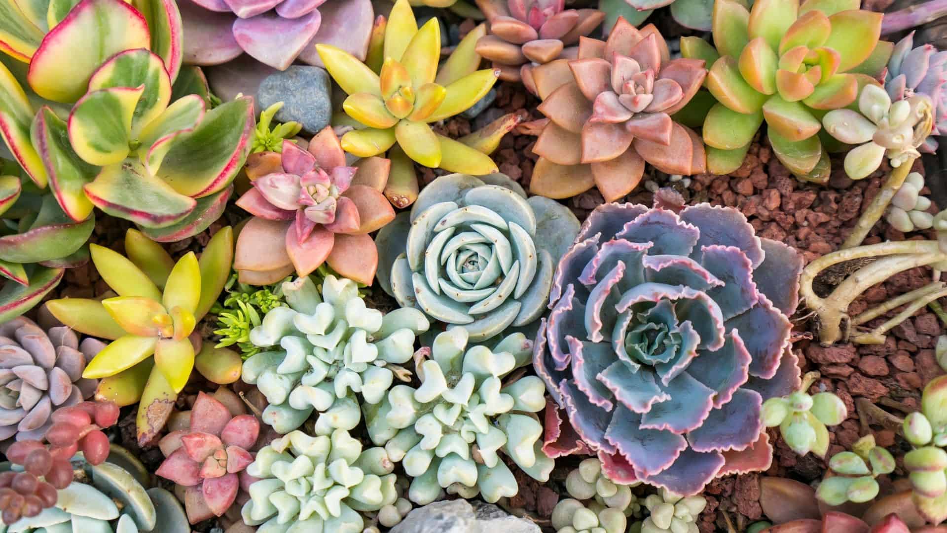 Colorful Succulent Desktop Wallpapers - Top Free Colorful Succulent ...