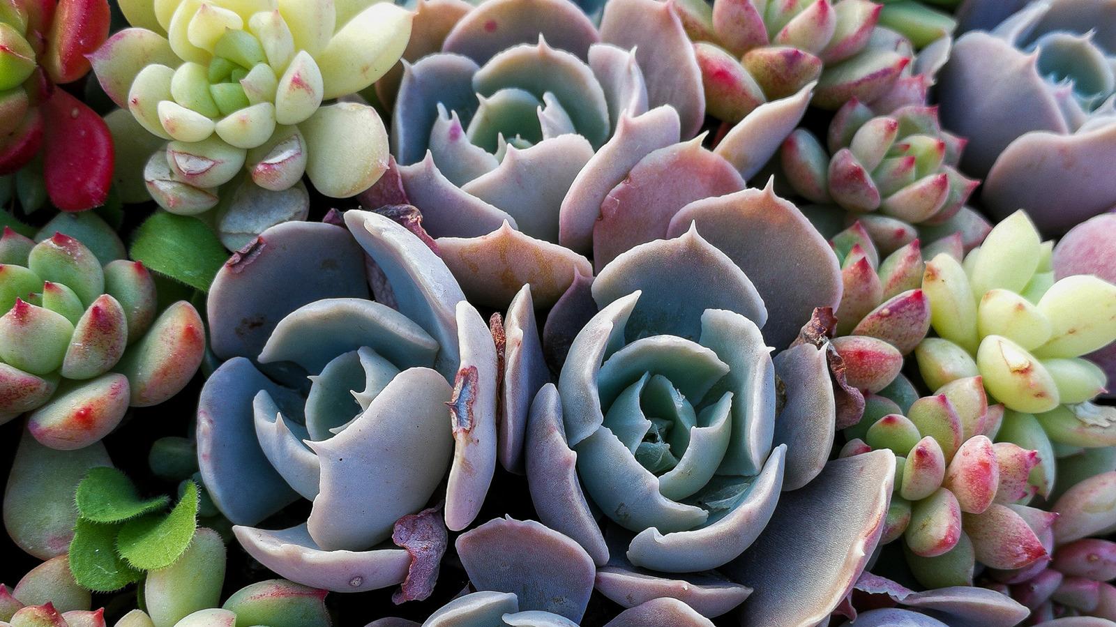 Colorful Succulent Desktop Wallpapers - Top Free Colorful Succulent ...