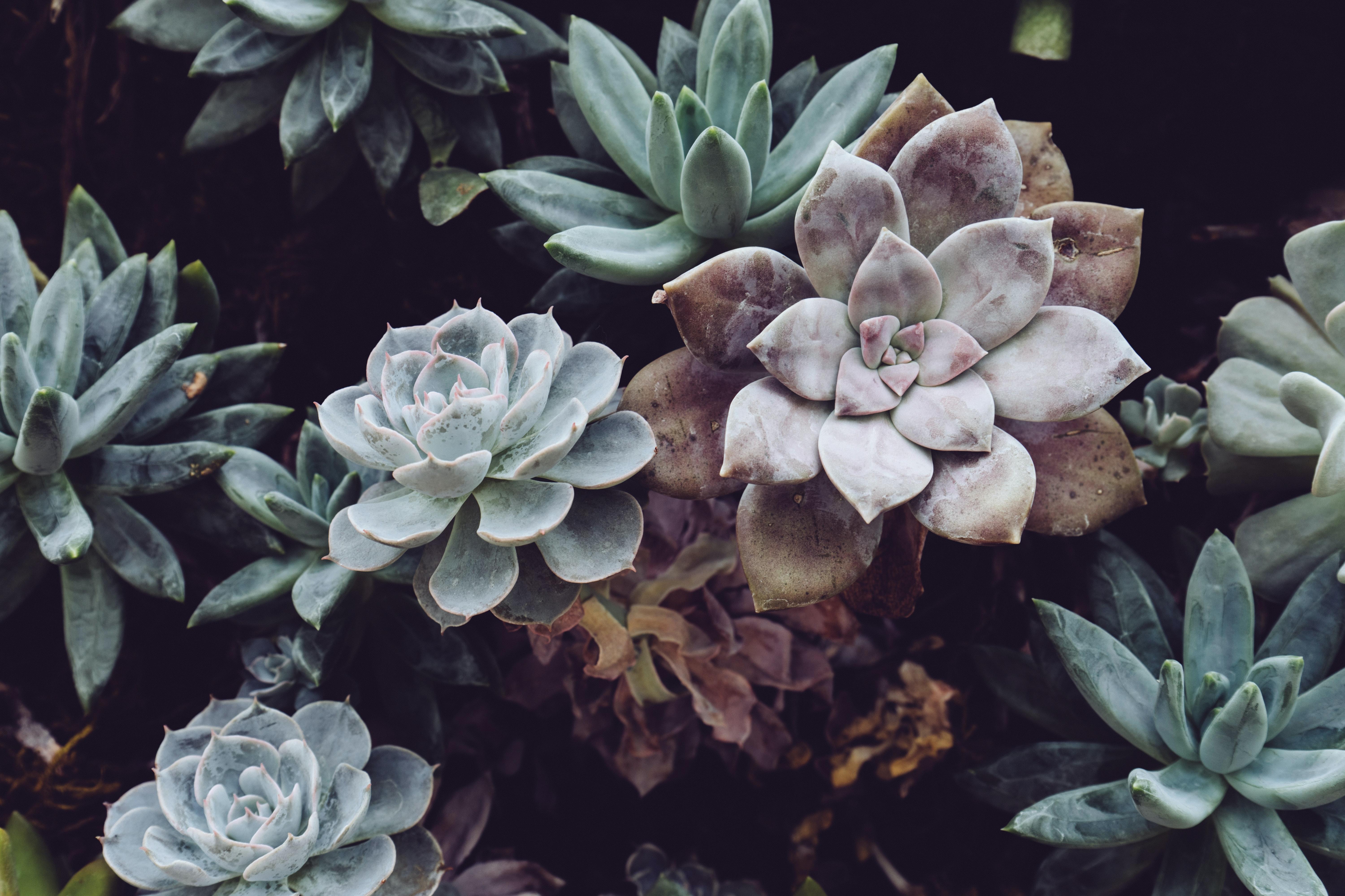 Colorful Succulent Desktop Wallpapers - Top Free Colorful Succulent ...