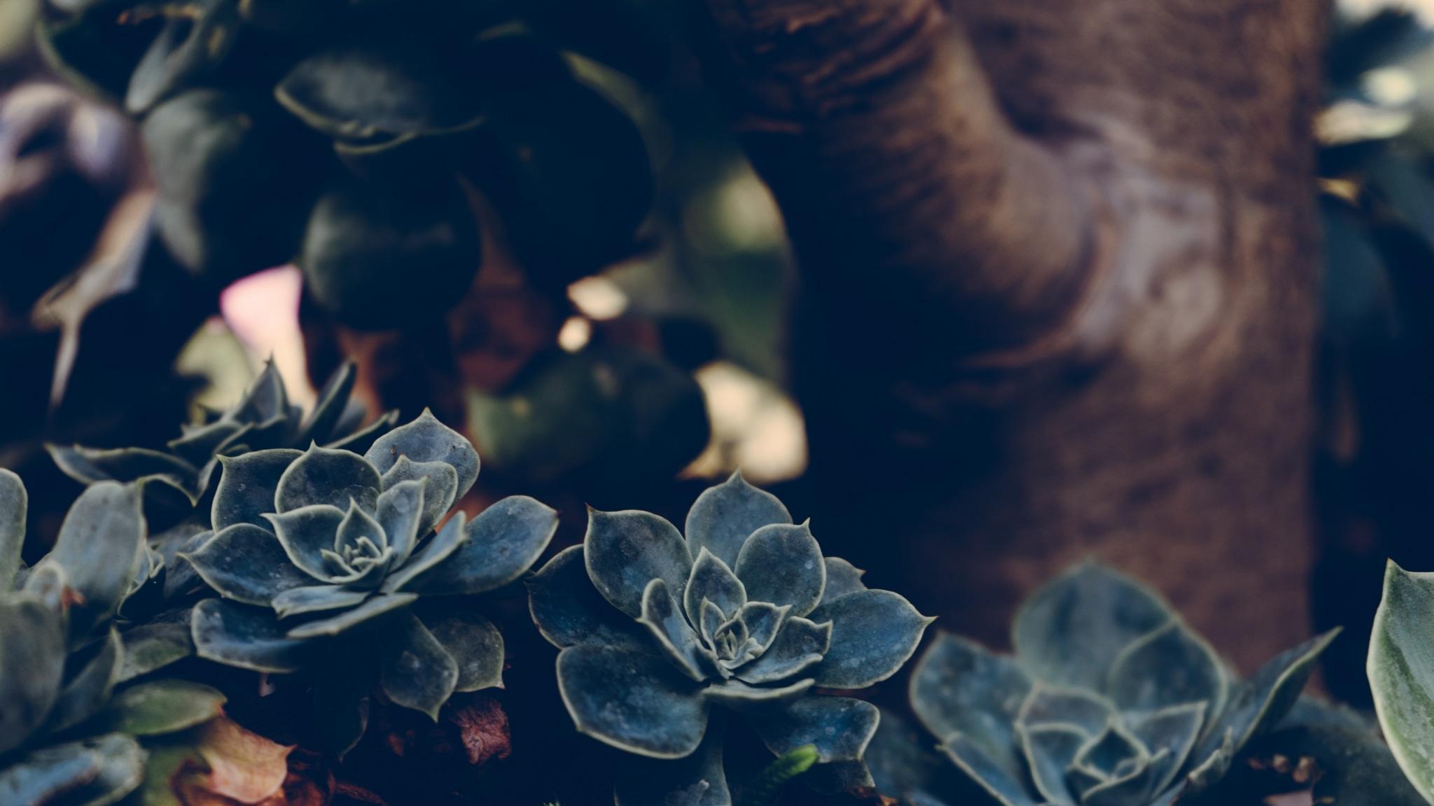 Colorful Succulent Desktop Wallpapers - Top Free Colorful Succulent ...