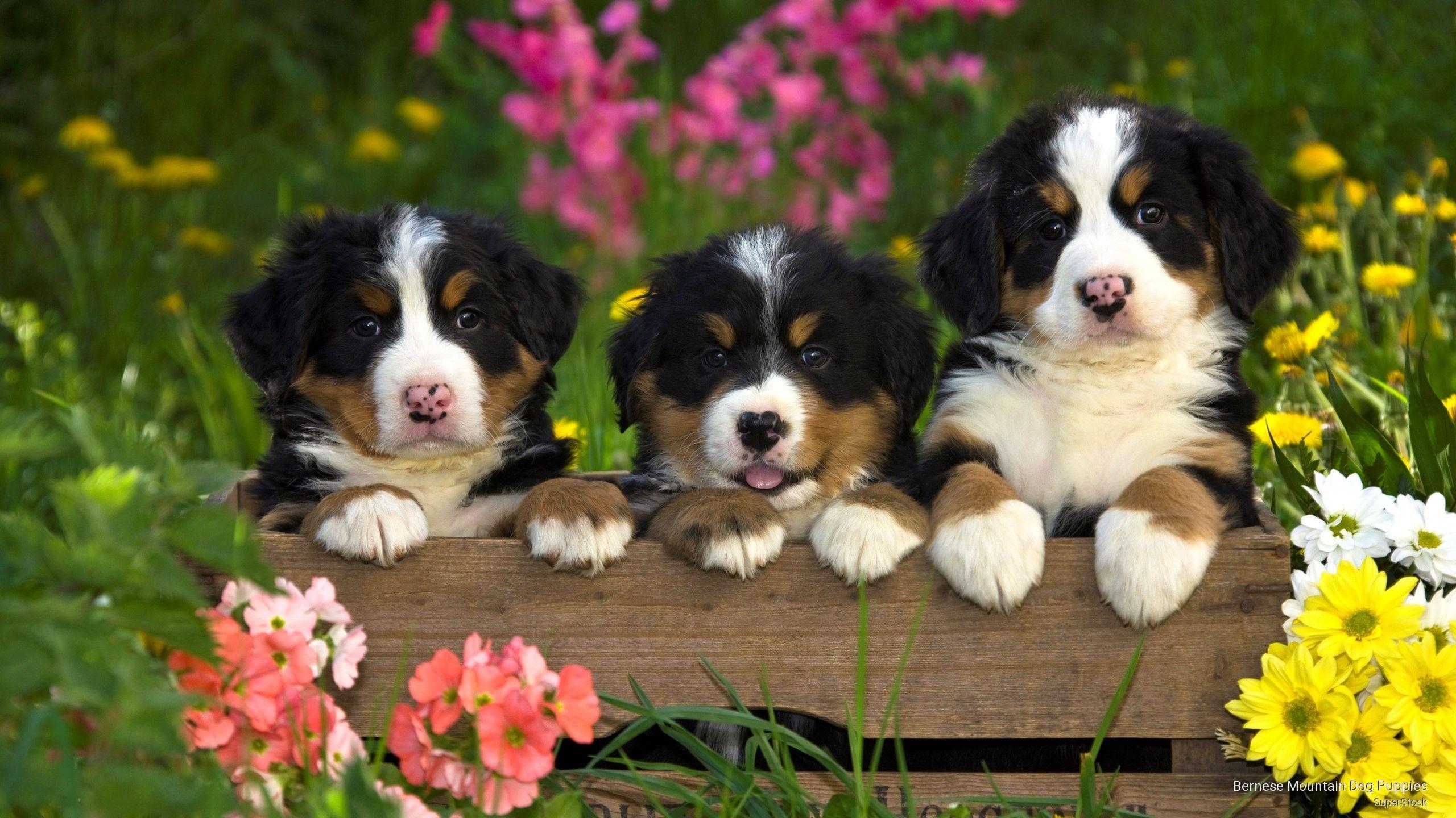 Spring Puppy Desktop Wallpapers - Top Free Spring Puppy Desktop ...