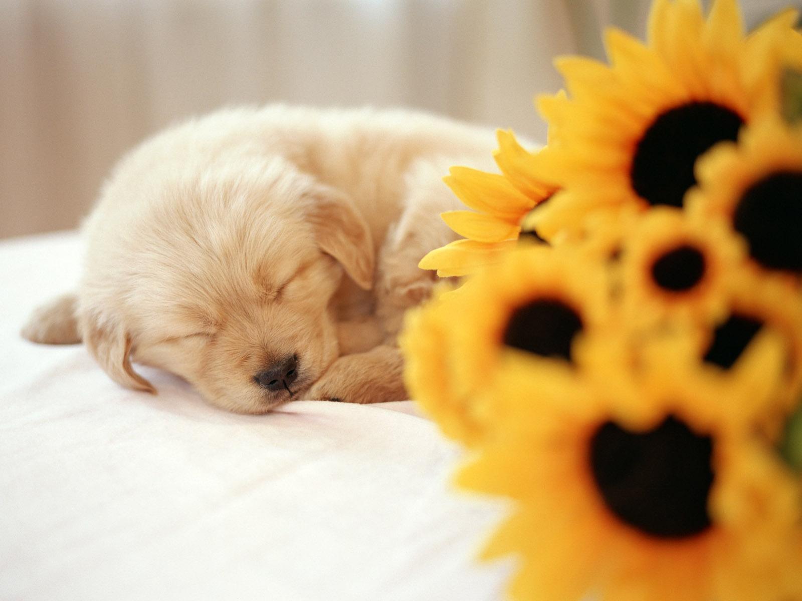 Spring Puppy Desktop Wallpapers - Top Free Spring Puppy Desktop ...