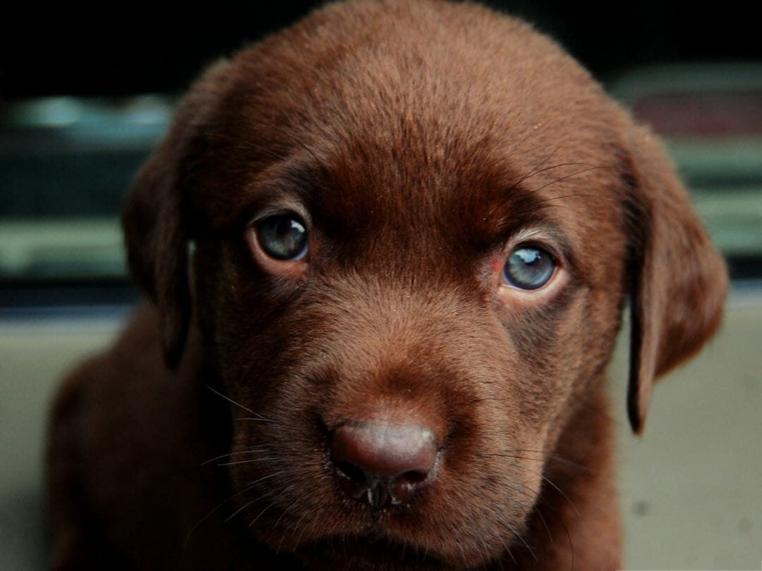Chocolate Lab Puppies Wallpapers - Top Free Chocolate Lab Puppies ...