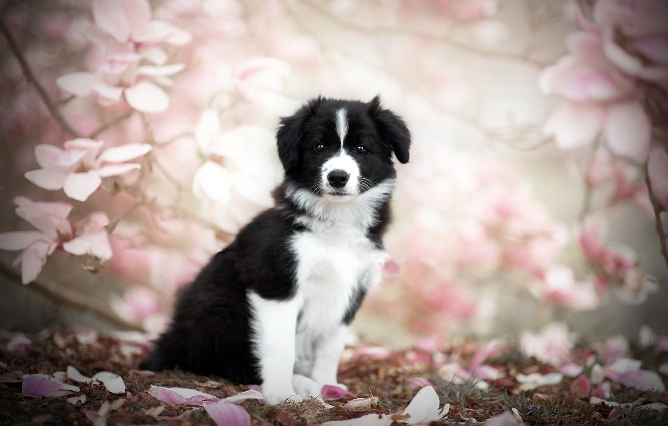 Spring Puppy Desktop Wallpapers - Top Free Spring Puppy Desktop ...