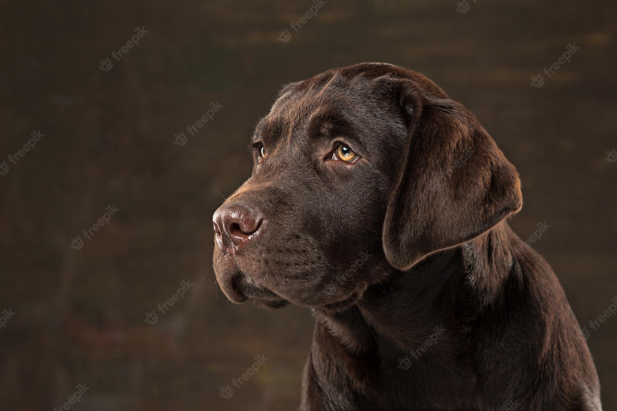 Chocolate Lab Puppies Wallpapers - Top Free Chocolate Lab Puppies ...