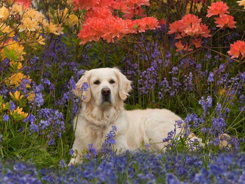 Spring Puppy Desktop Wallpapers - Top Free Spring Puppy Desktop ...