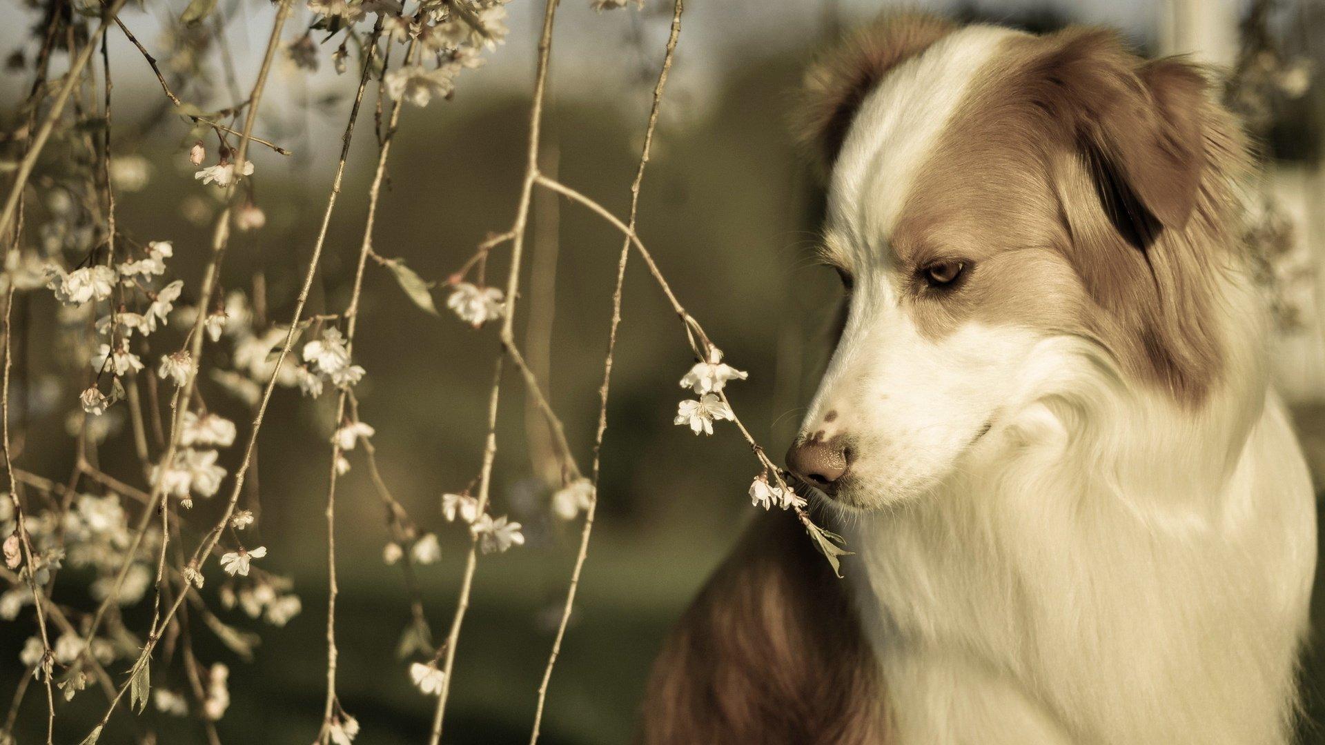 Spring Puppy Desktop Wallpapers - Top Free Spring Puppy Desktop ...