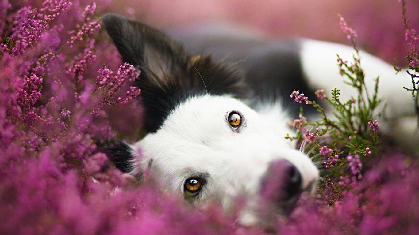 Spring Puppy Desktop Wallpapers - Top Free Spring Puppy Desktop ...