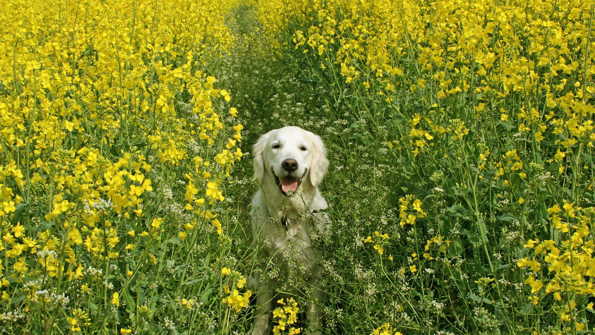 Spring Puppy Desktop Wallpapers - Top Free Spring Puppy Desktop ...