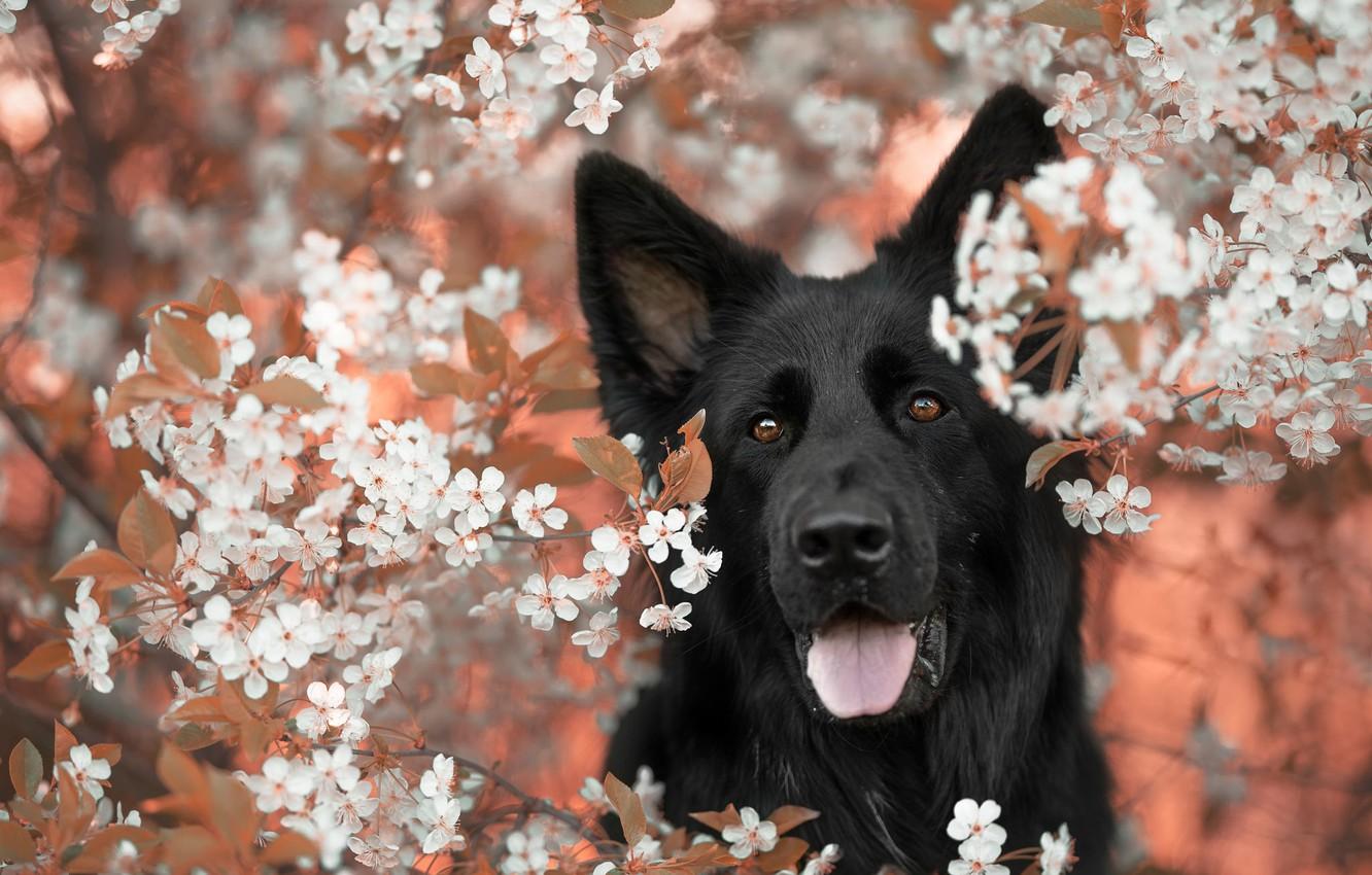 Spring Puppy Desktop Wallpapers - Top Free Spring Puppy Desktop ...