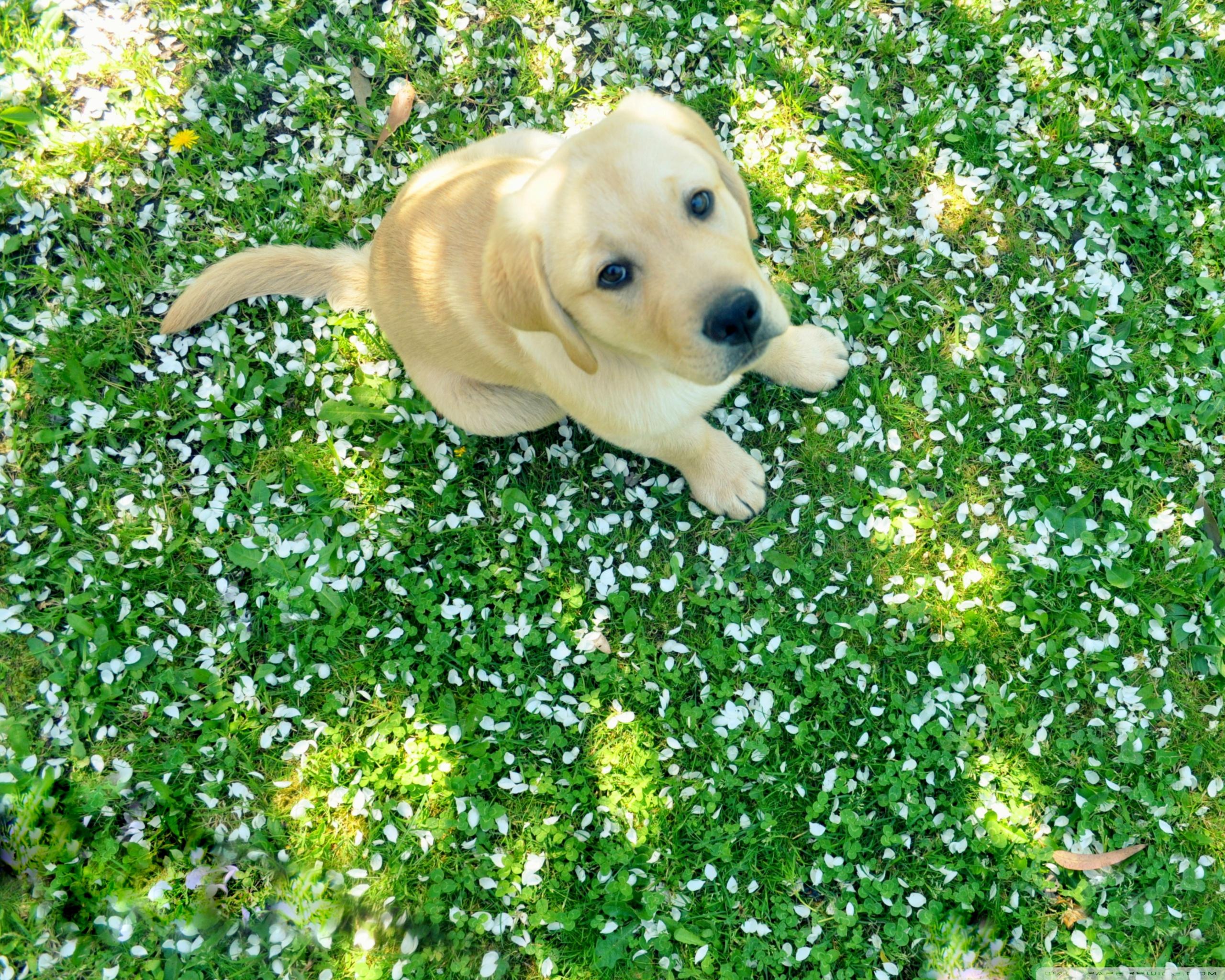 Spring Puppy Desktop Wallpapers - Top Free Spring Puppy Desktop ...