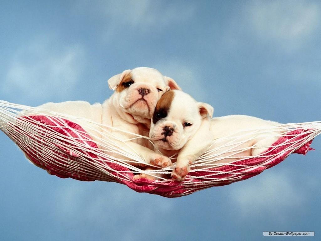 Spring Puppy Desktop Wallpapers - Top Free Spring Puppy Desktop ...