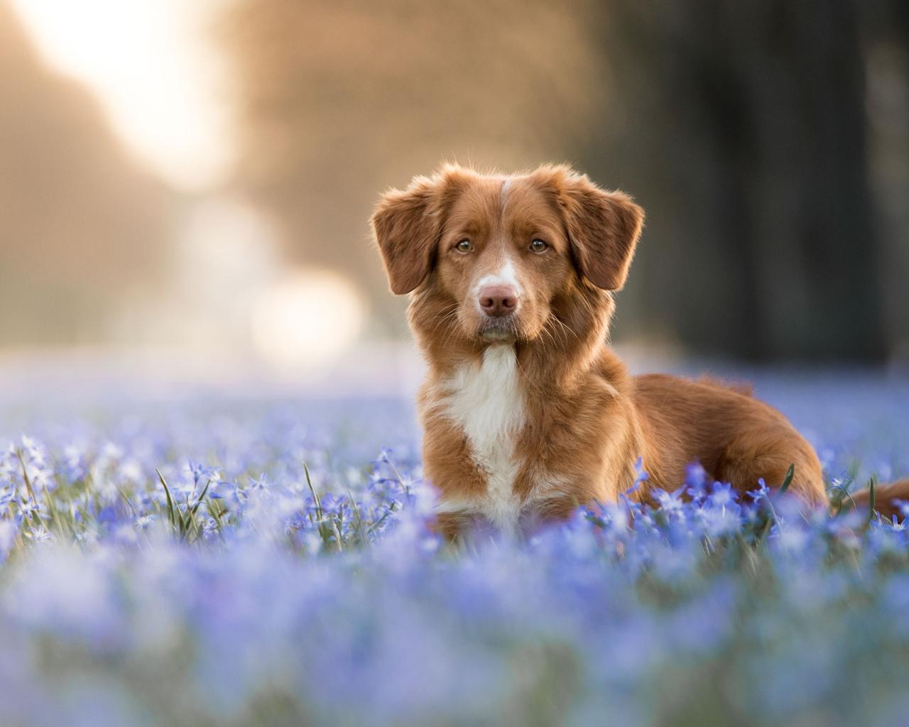 Spring Puppy Desktop Wallpapers - Top Free Spring Puppy Desktop ...