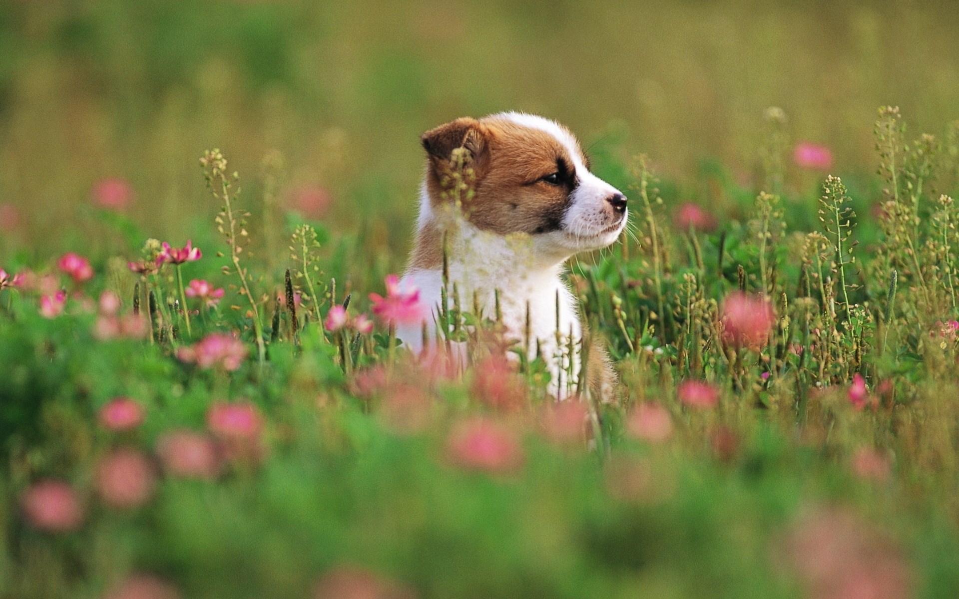 Spring Puppy Desktop Wallpapers - Top Free Spring Puppy Desktop ...