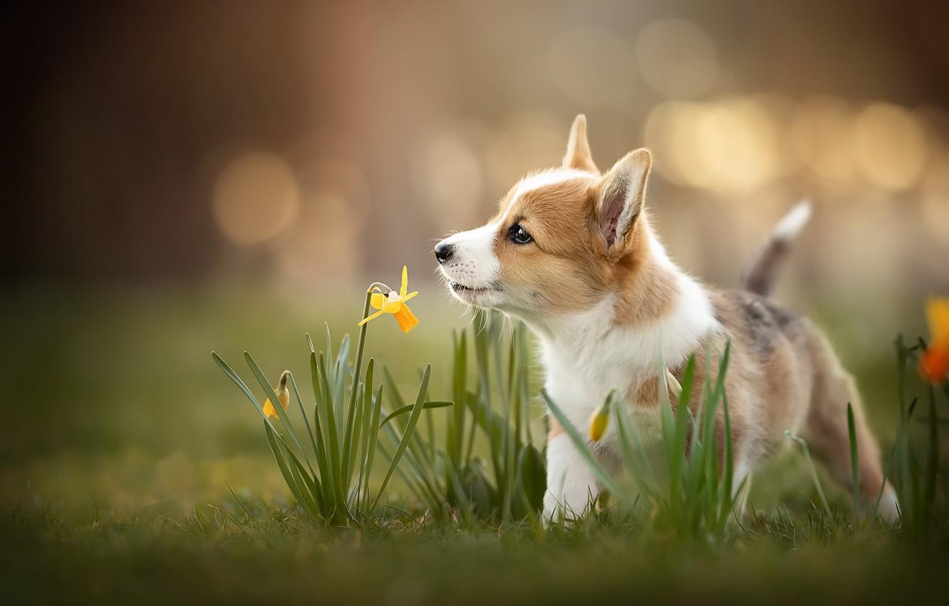 Spring Puppy Desktop Wallpapers - Top Free Spring Puppy Desktop ...