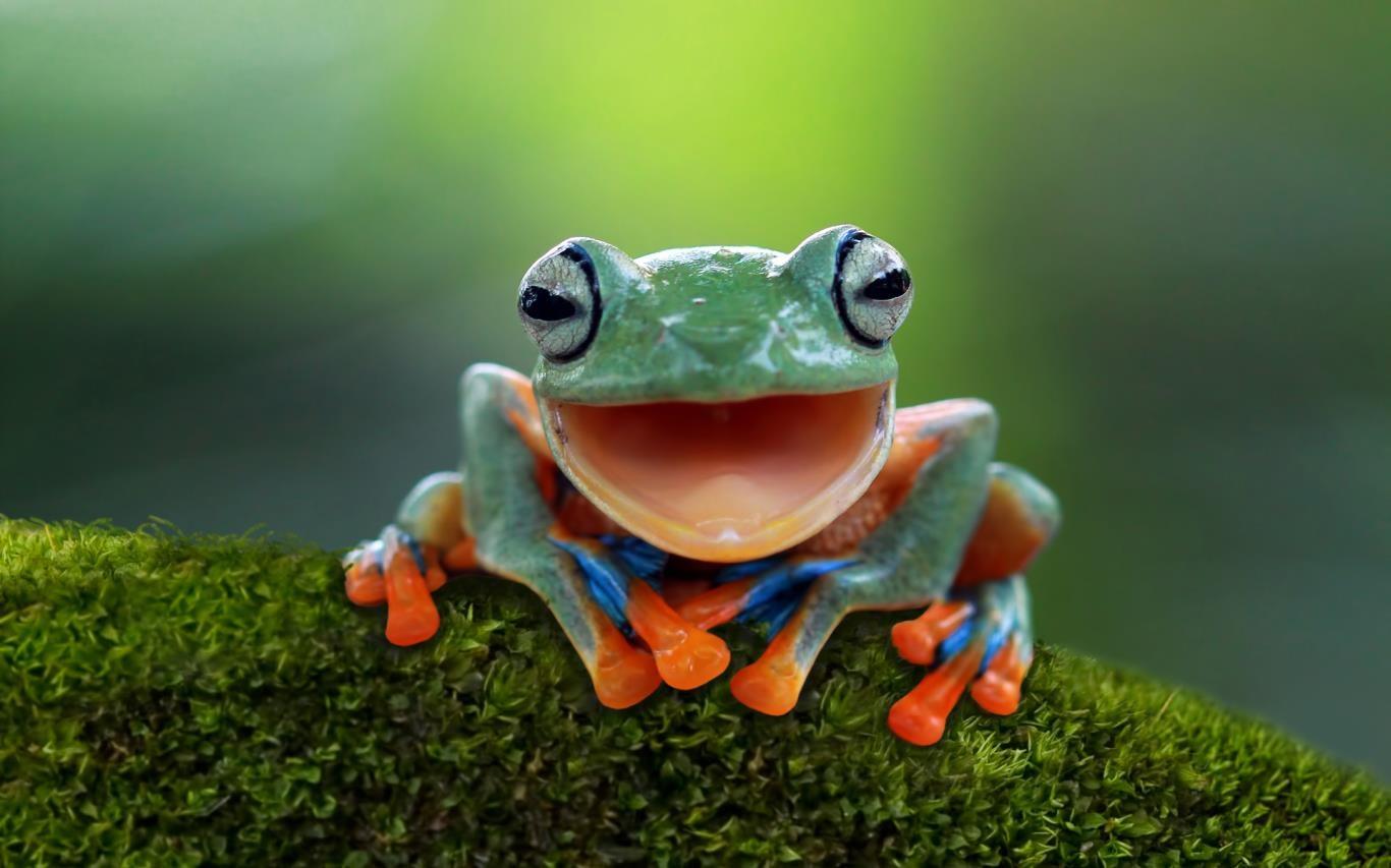 Smile Animal Wallpapers - Top Free Smile Animal Backgrounds ...