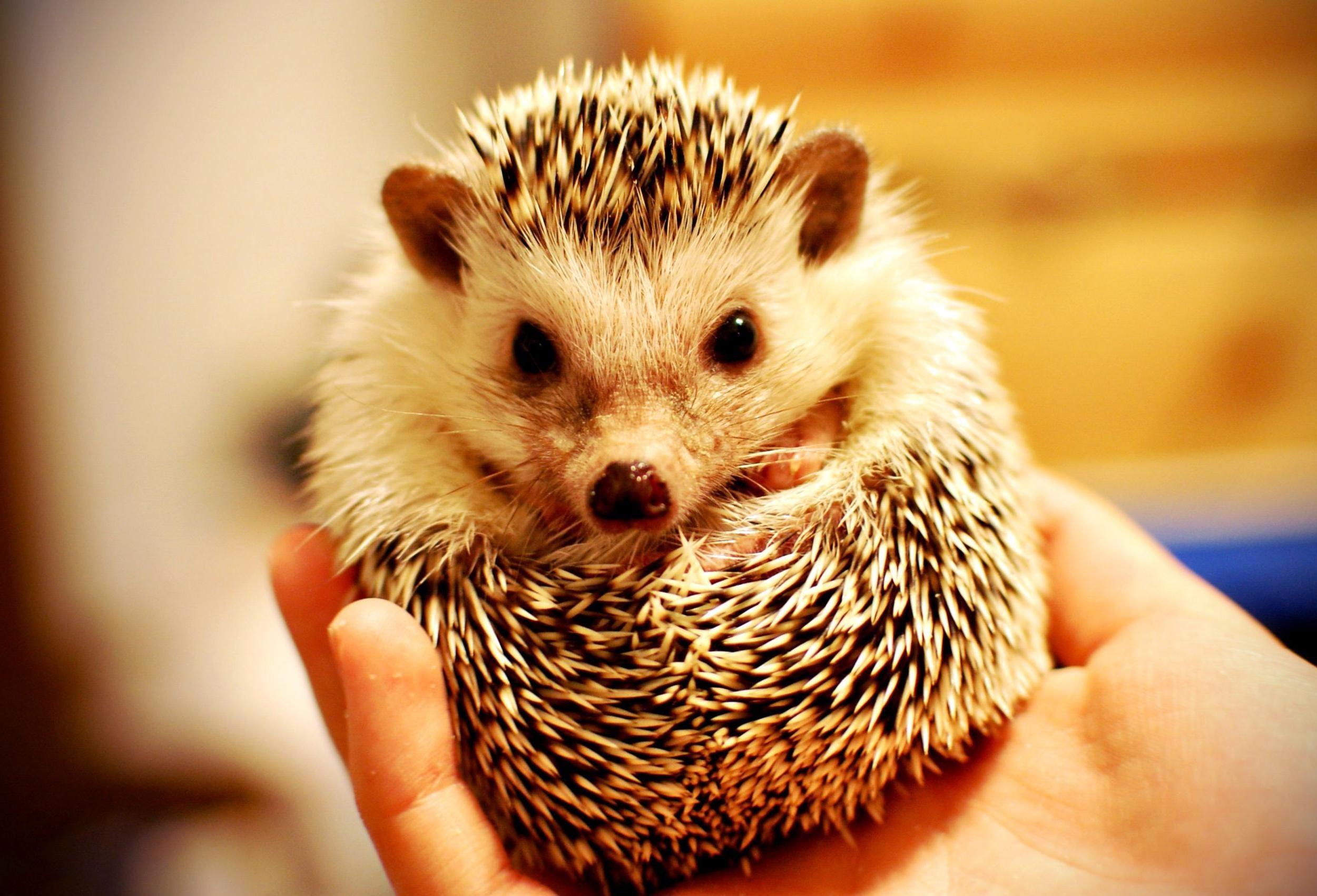 Cute Porcupine Wallpapers - Top Free Cute Porcupine Backgrounds ...