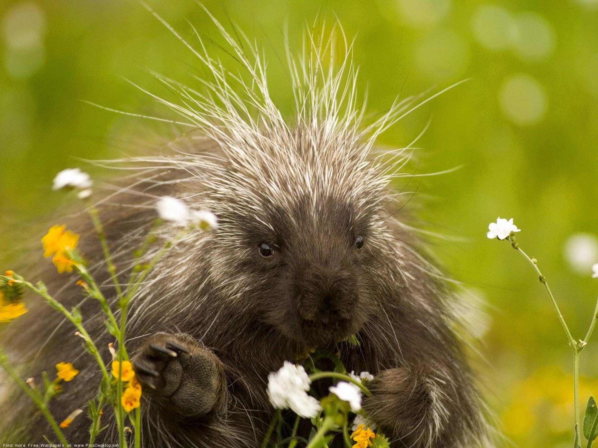 Cute Porcupine Wallpapers - Top Free Cute Porcupine Backgrounds ...