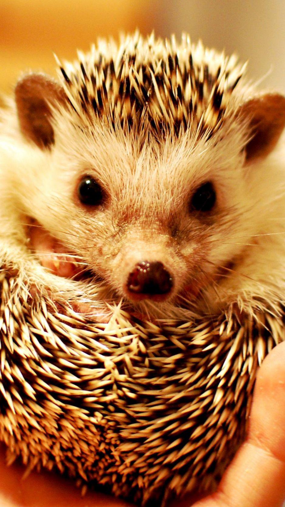 Cute Porcupine Wallpapers - Top Free Cute Porcupine Backgrounds ...