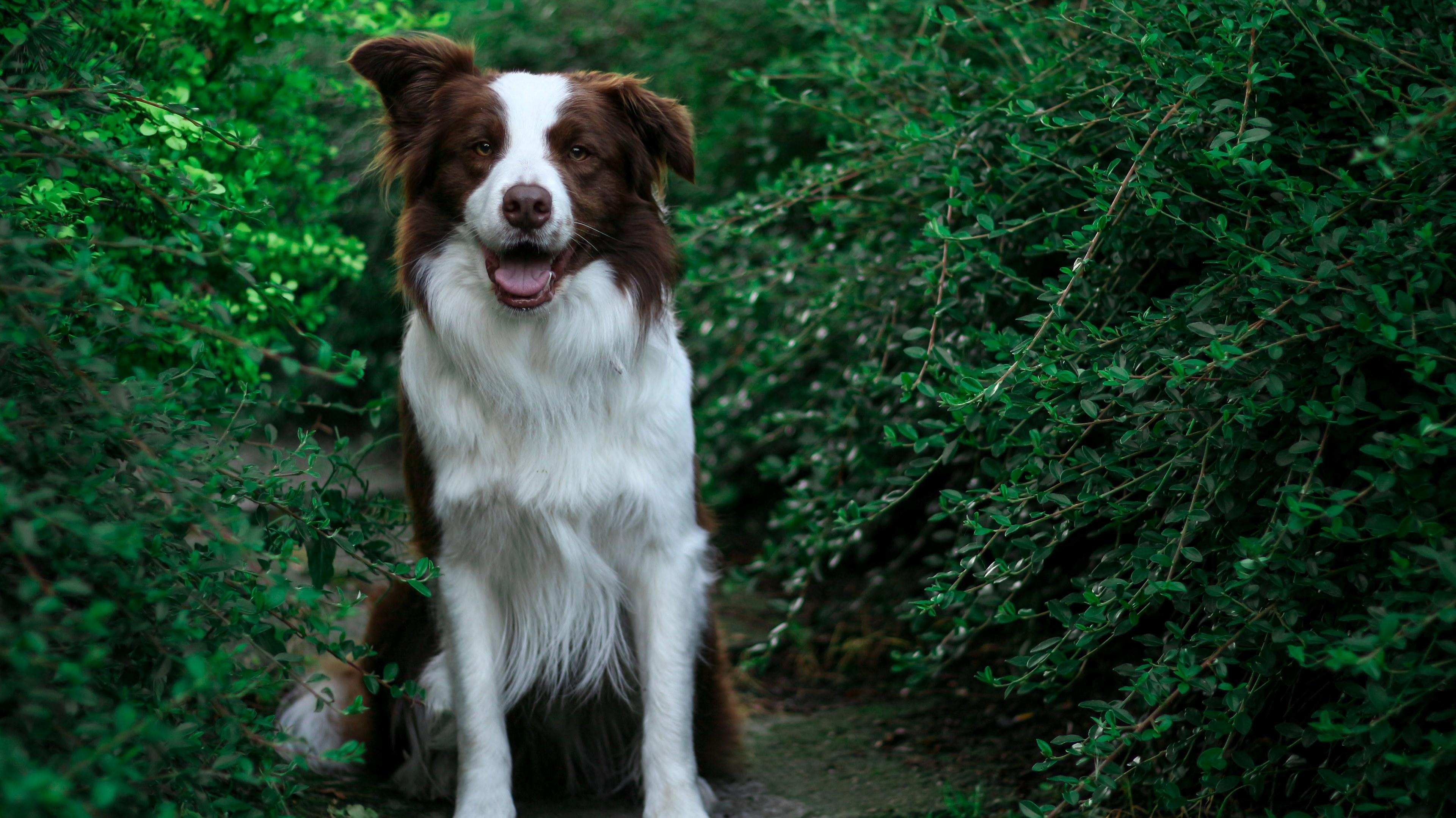 Smile Animal Wallpapers - Top Free Smile Animal Backgrounds ...