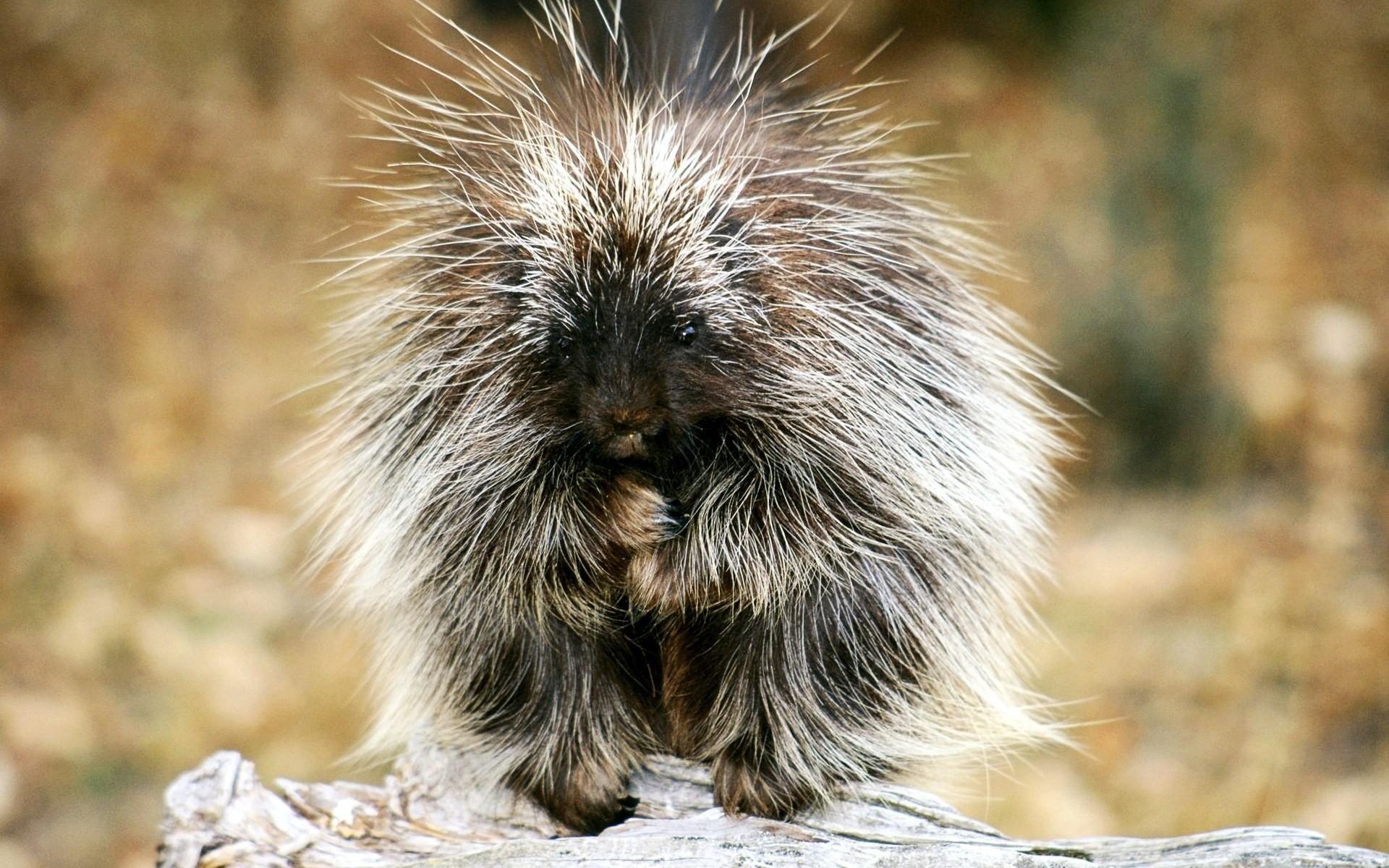Cute Porcupine Wallpapers - Top Free Cute Porcupine Backgrounds ...