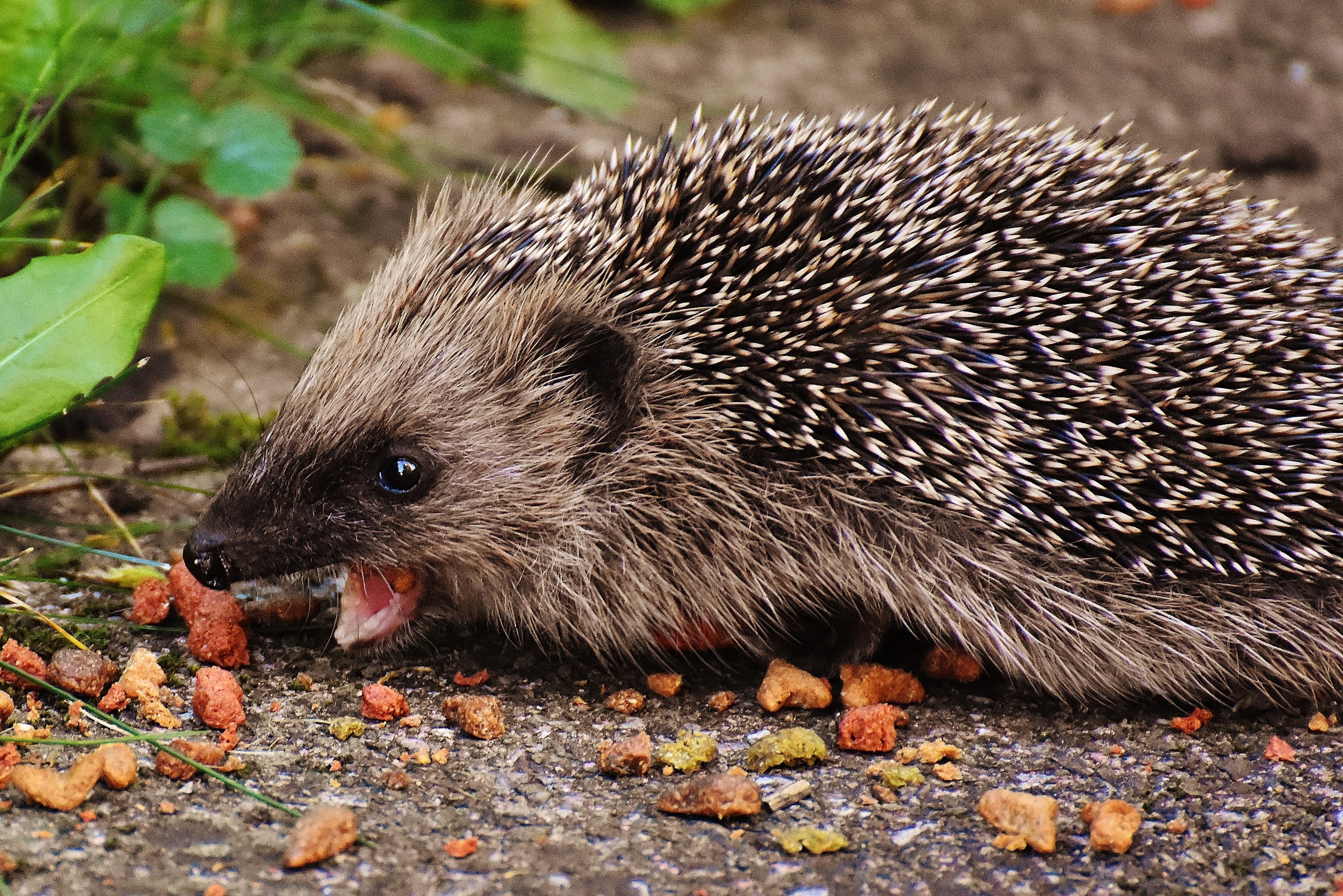 Cute Porcupine Wallpapers - Top Free Cute Porcupine Backgrounds ...