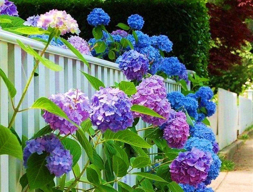 Hydrangea Garden Wallpapers - Top Free Hydrangea Garden Backgrounds ...