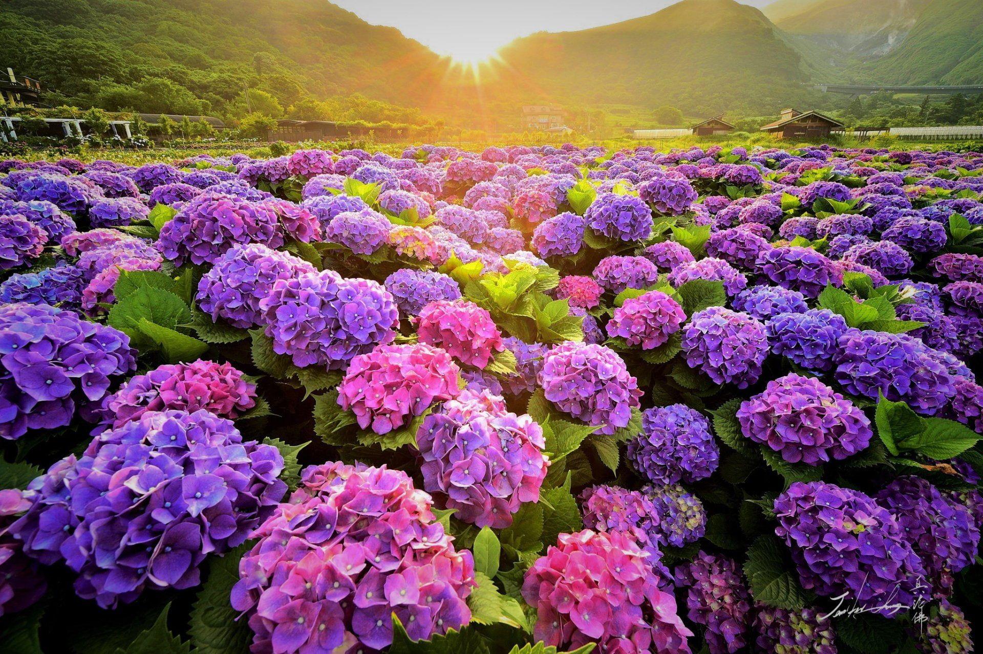 Hydrangea Garden Wallpapers - Top Free Hydrangea Garden Backgrounds - WallpaperAccess