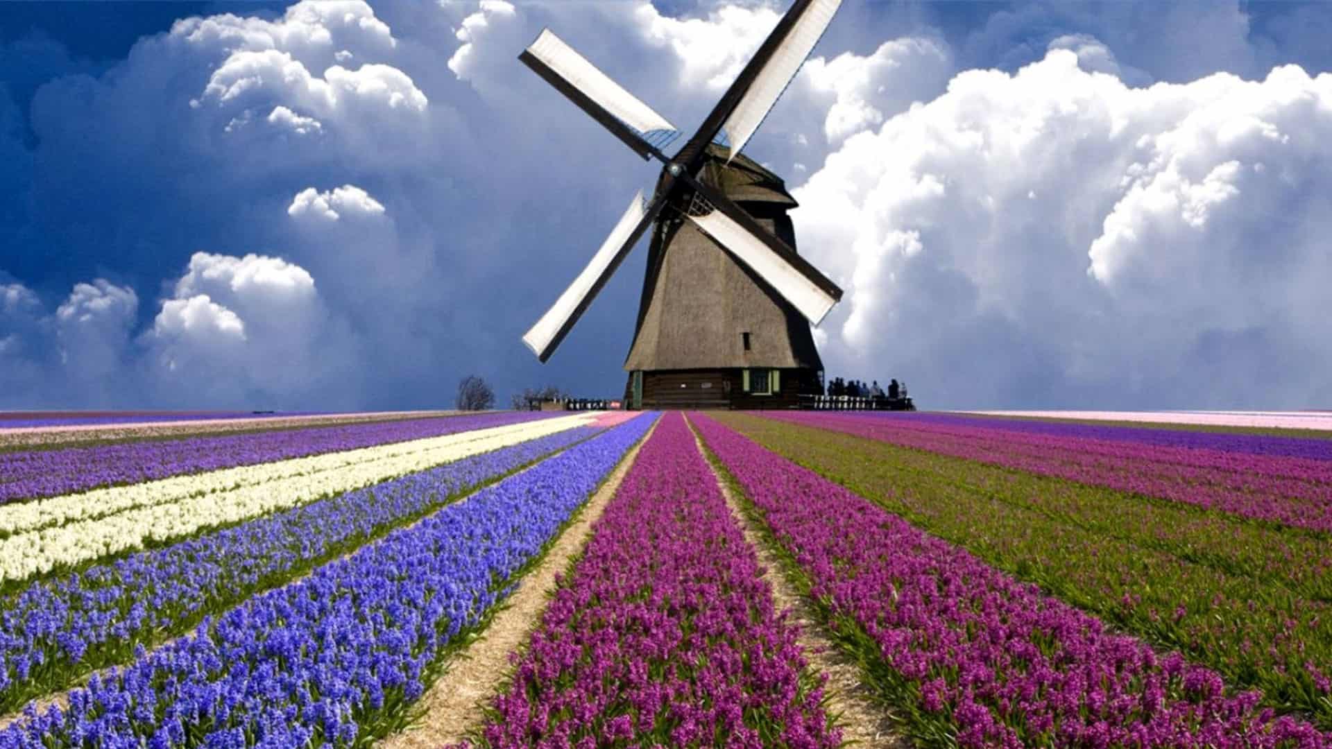 Tulip Farm Wallpapers - Top Free Tulip Farm Backgrounds - WallpaperAccess