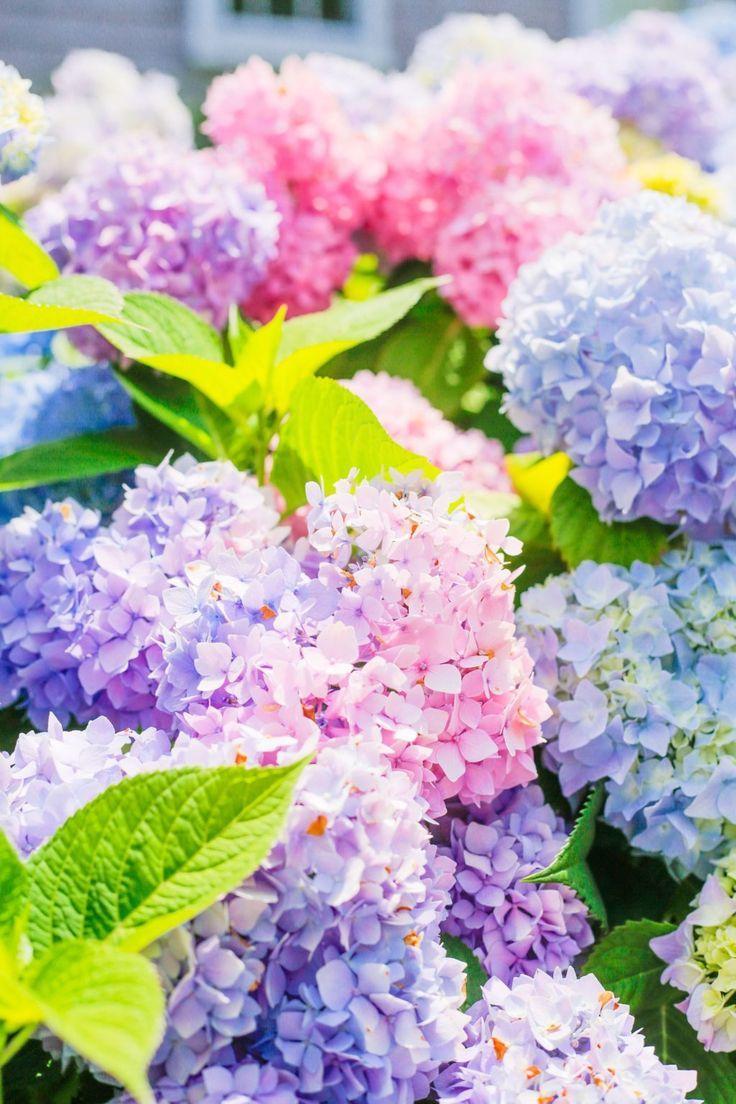 Hydrangea Garden Wallpapers - Top Free Hydrangea Garden Backgrounds ...