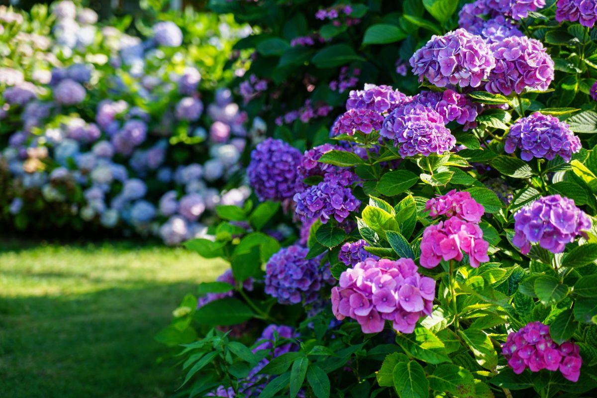 Hydrangea Garden Wallpapers - Top Free Hydrangea Garden Backgrounds ...