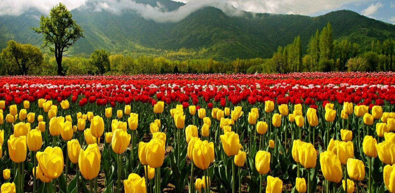 Tulip Farm Wallpapers - Top Free Tulip Farm Backgrounds - WallpaperAccess