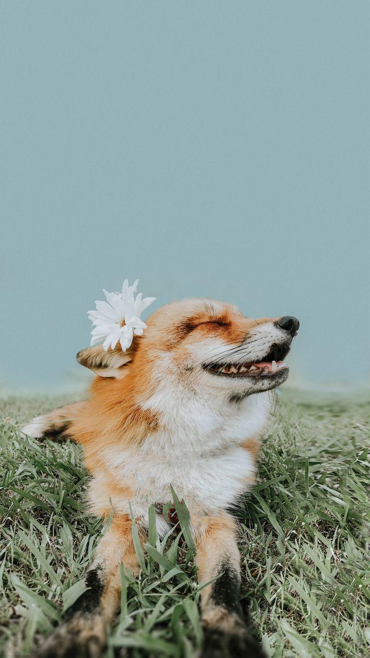 Smile Animal Wallpapers - Top Free Smile Animal Backgrounds ...