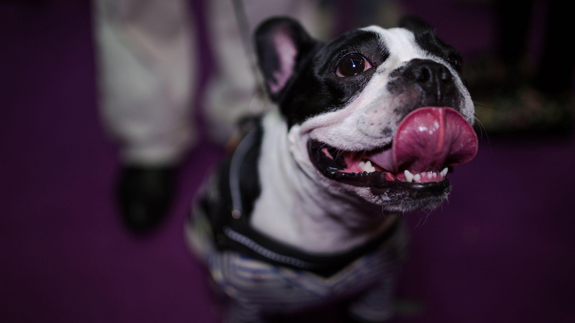 Smile Animal Wallpapers - Top Free Smile Animal Backgrounds ...