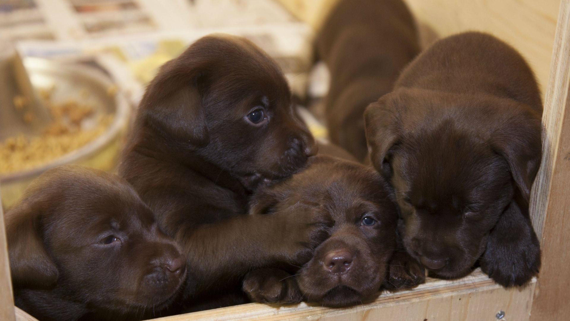 Chocolate Lab Puppies Wallpapers - Top Free Chocolate Lab Puppies ...