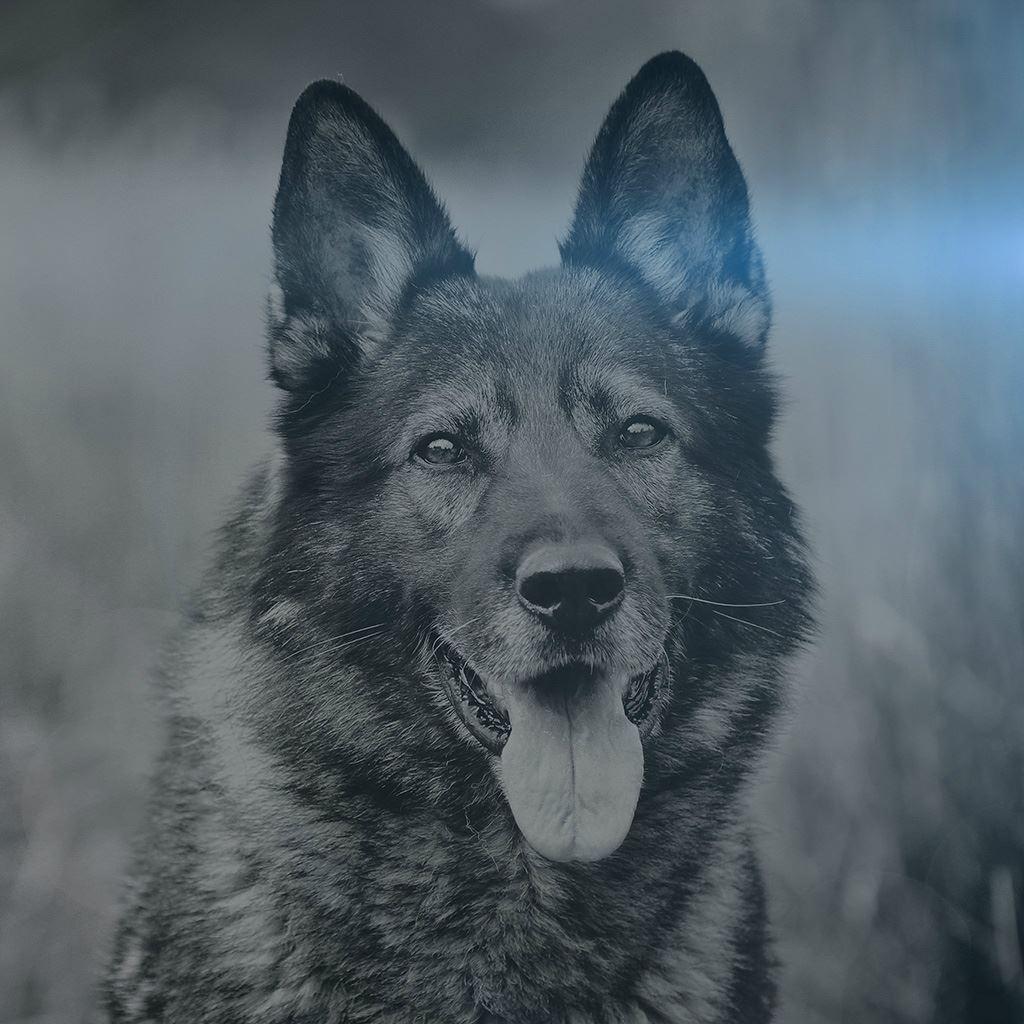 Smile Animal Wallpapers - Top Free Smile Animal Backgrounds ...