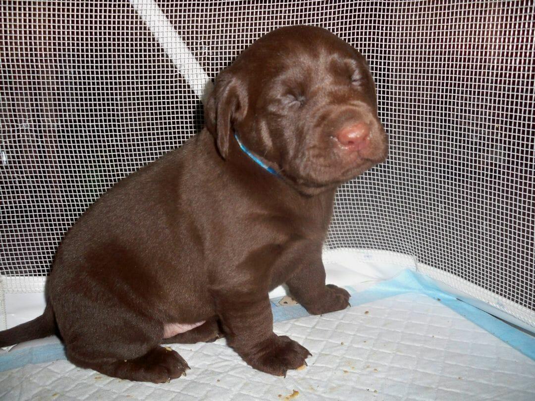 Chocolate Lab Puppies Wallpapers - Top Free Chocolate Lab Puppies ...