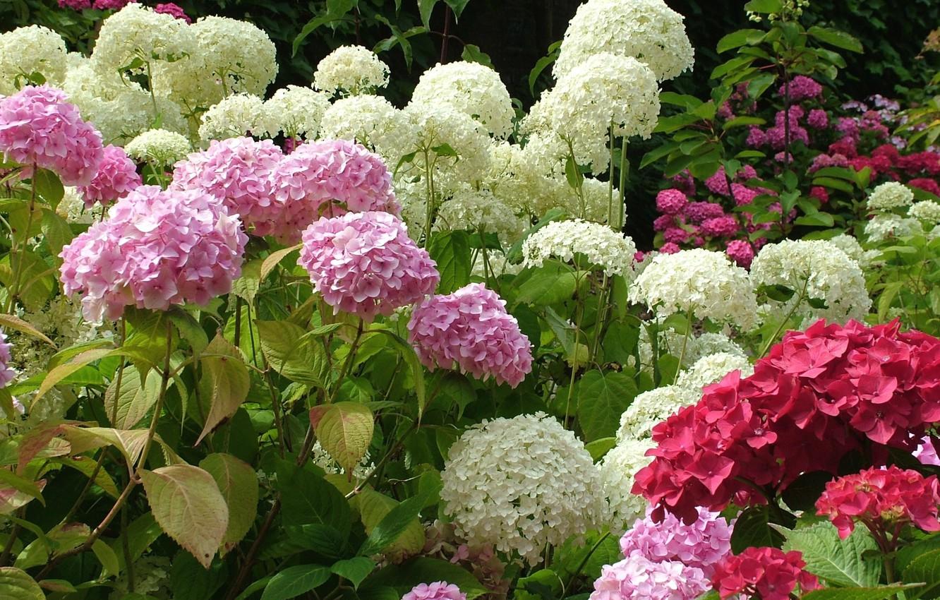 Hydrangea Garden Wallpapers - Top Free Hydrangea Garden Backgrounds ...