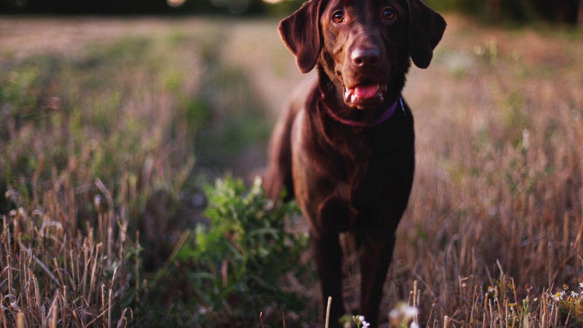 Chocolate Lab Puppies Wallpapers - Top Free Chocolate Lab Puppies ...