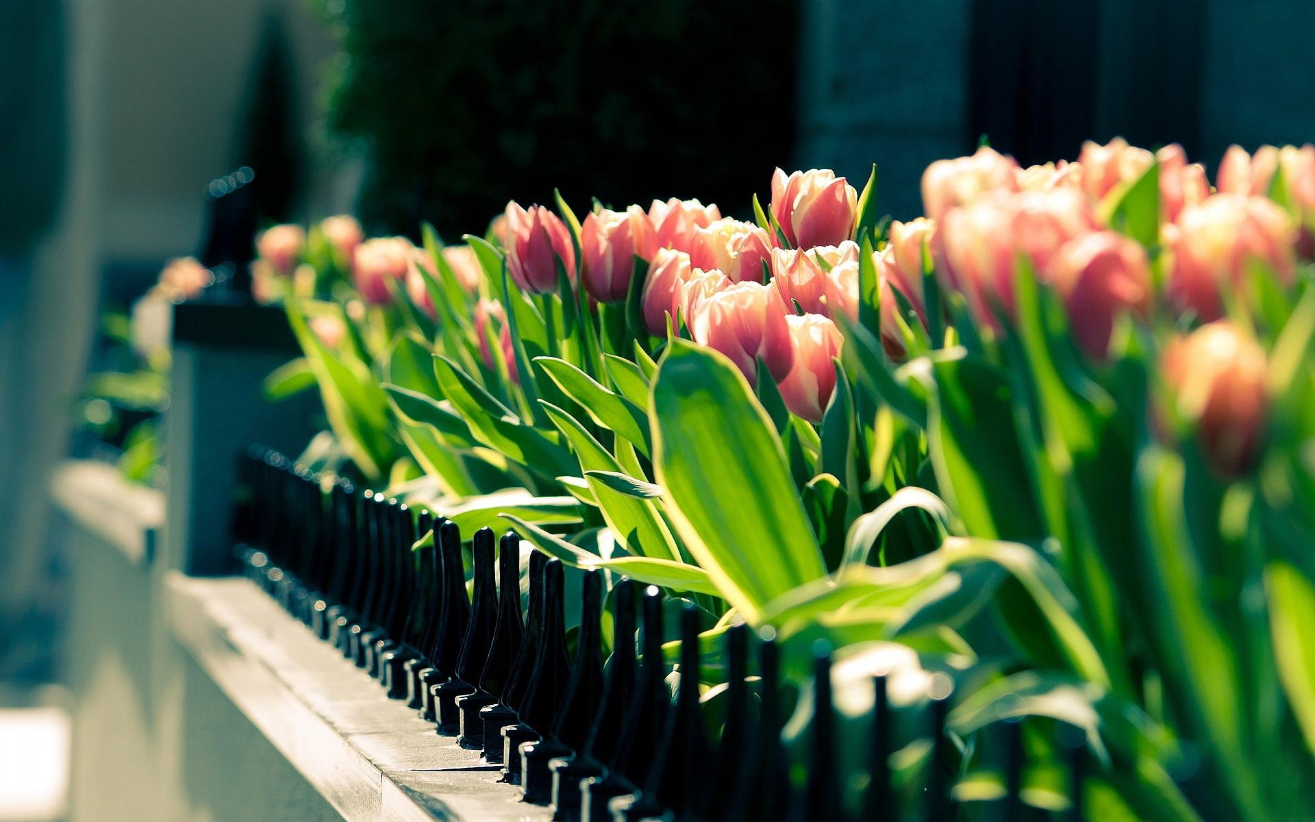 Tulip Farm Wallpapers - Top Free Tulip Farm Backgrounds - WallpaperAccess