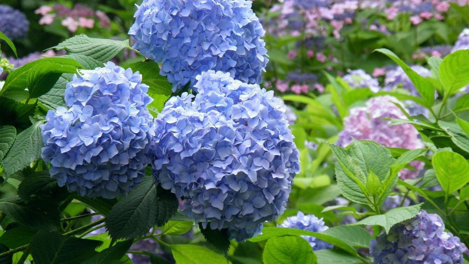 Hydrangea Garden Wallpapers - Top Free Hydrangea Garden Backgrounds ...