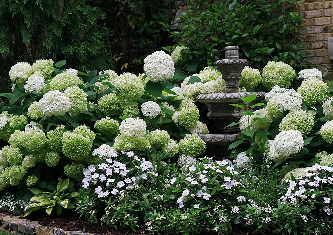 Hydrangea Garden Wallpapers - Top Free Hydrangea Garden Backgrounds - WallpaperAccess