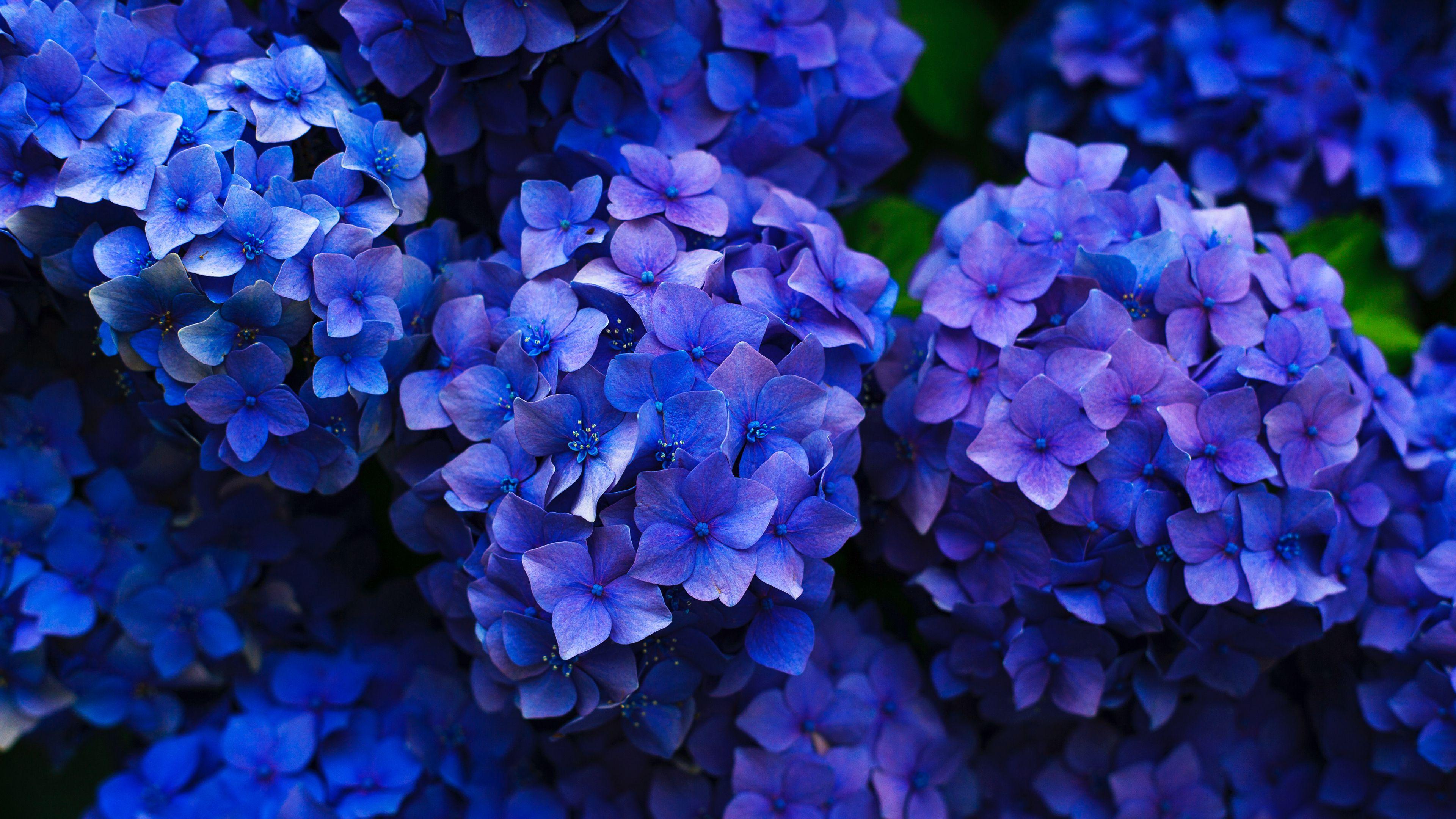 Hydrangea Garden Wallpapers - Top Free Hydrangea Garden Backgrounds - WallpaperAccess